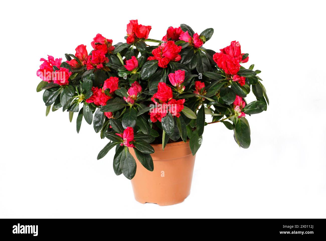 Growing Azaleas in Pot. Beautiful red Azalea flower in pot isolated on ...