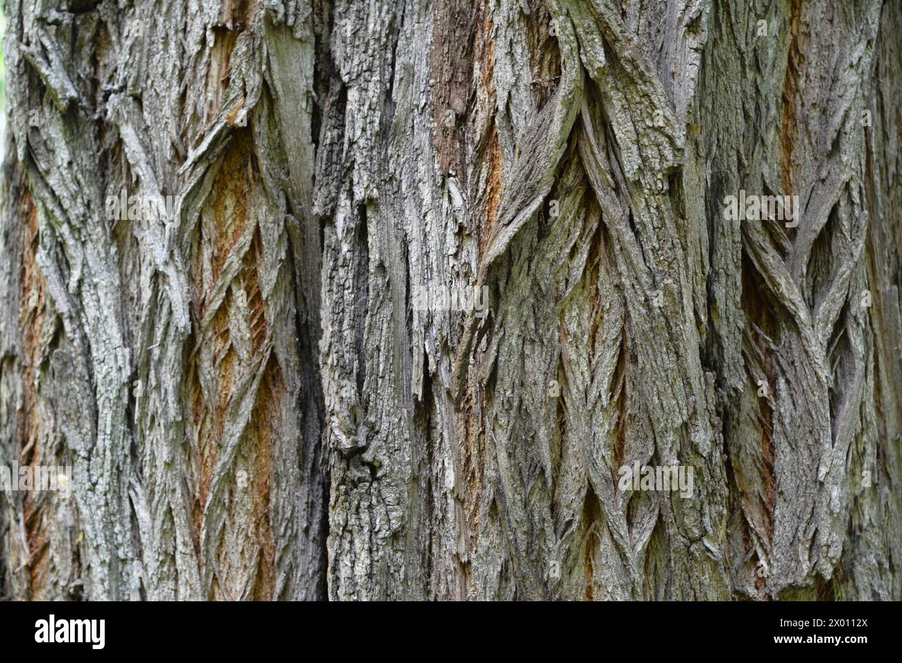 Robinia wood texture hi-res stock photography and images - Alamy