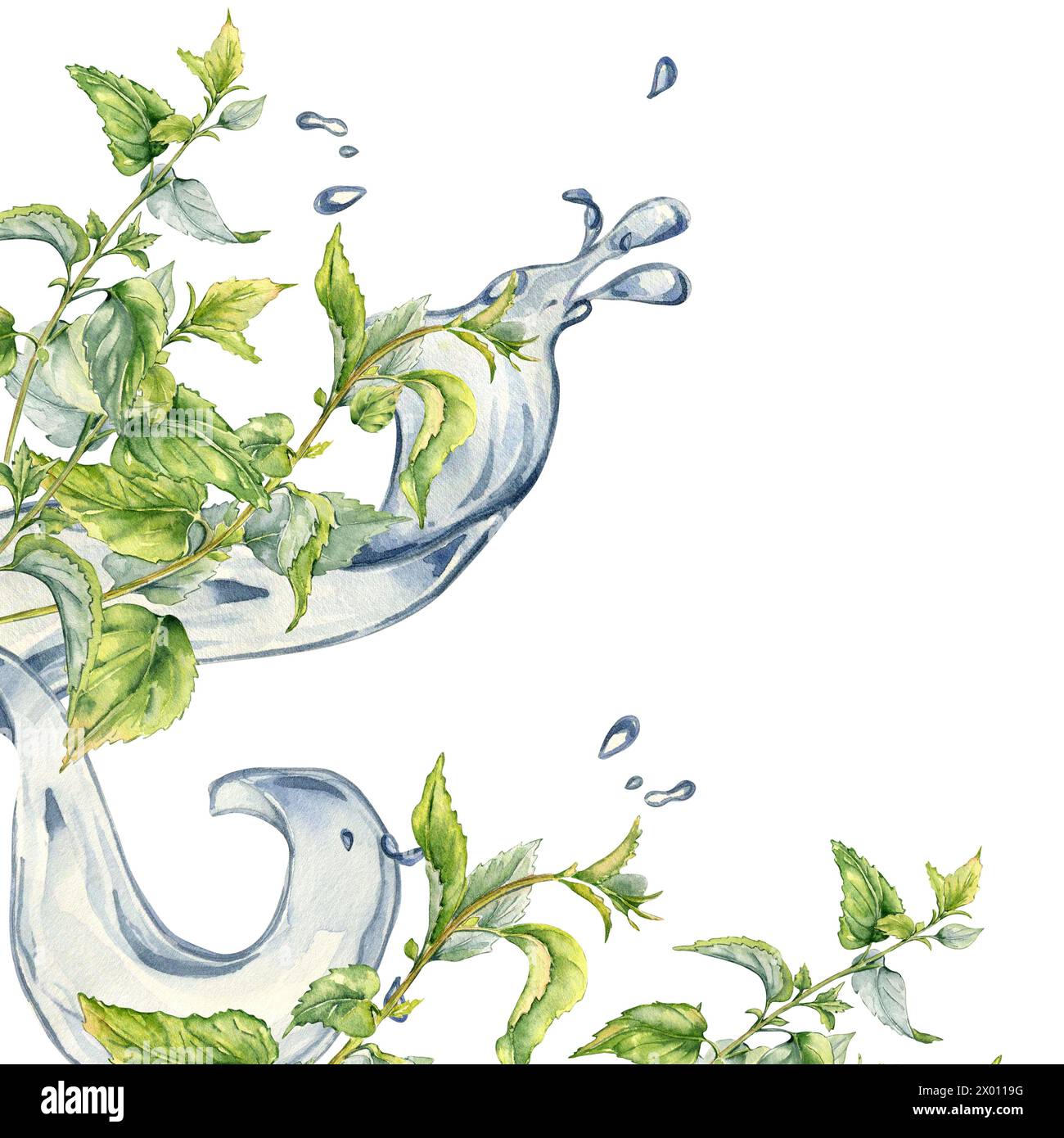 Board of nettles in water splash. Watercolor illustration of the herbal ...