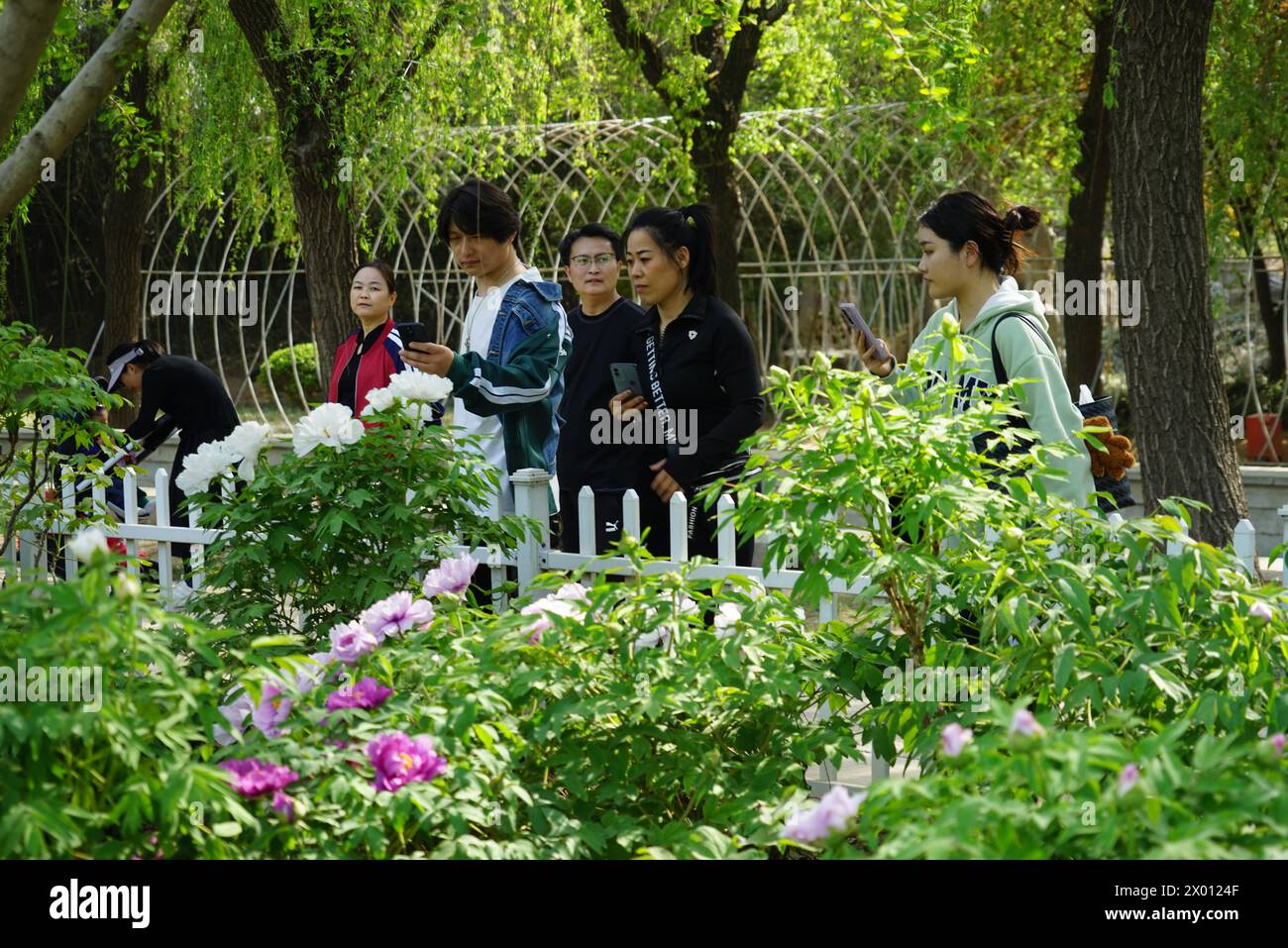 **CHINESE MAINLAND, HONG KONG, MACAU AND TAIWAN OUT** Peony flowers ...