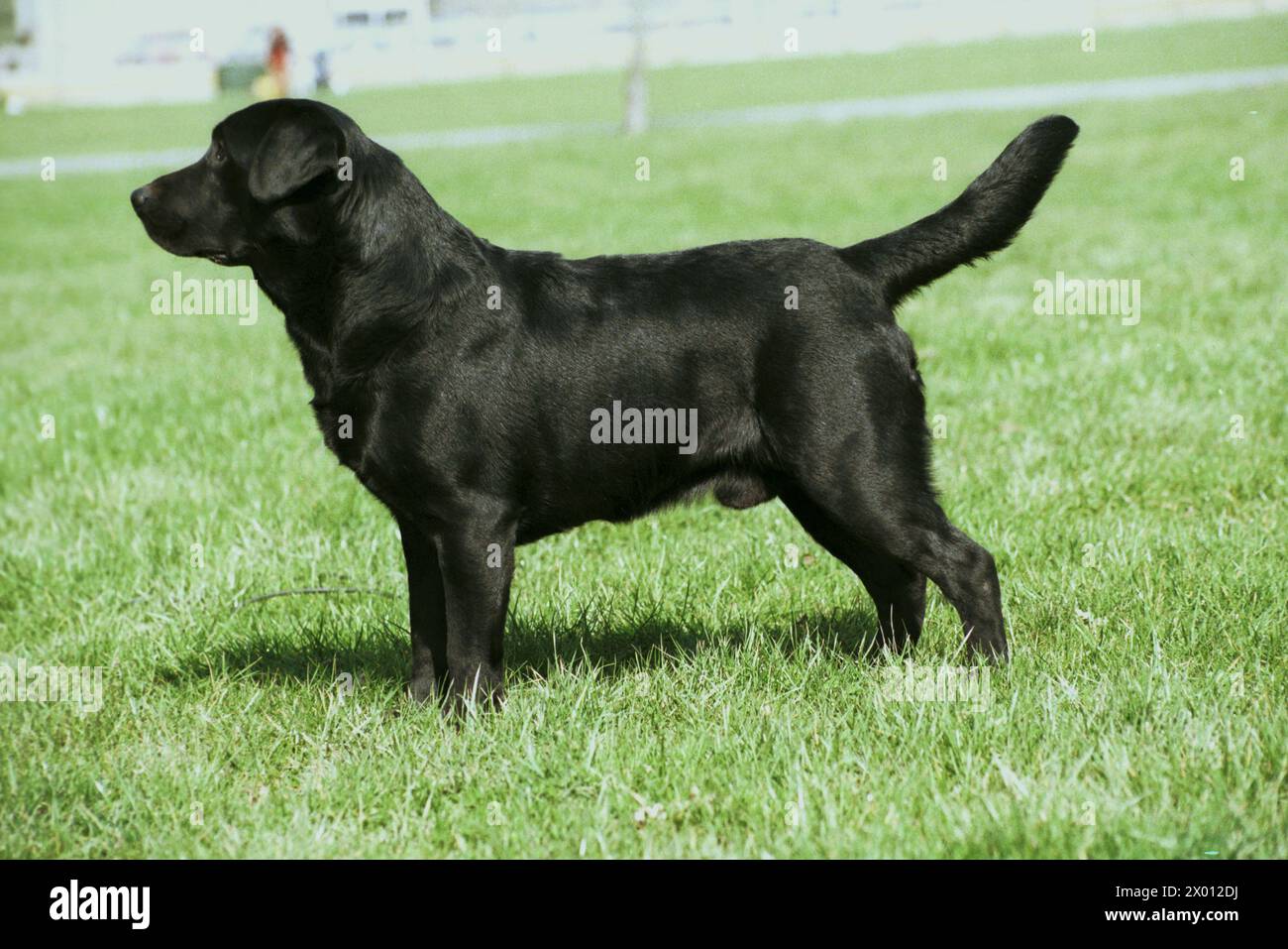 Black Labrador Retriever Dog Side View in Field Stock Photo - Alamy