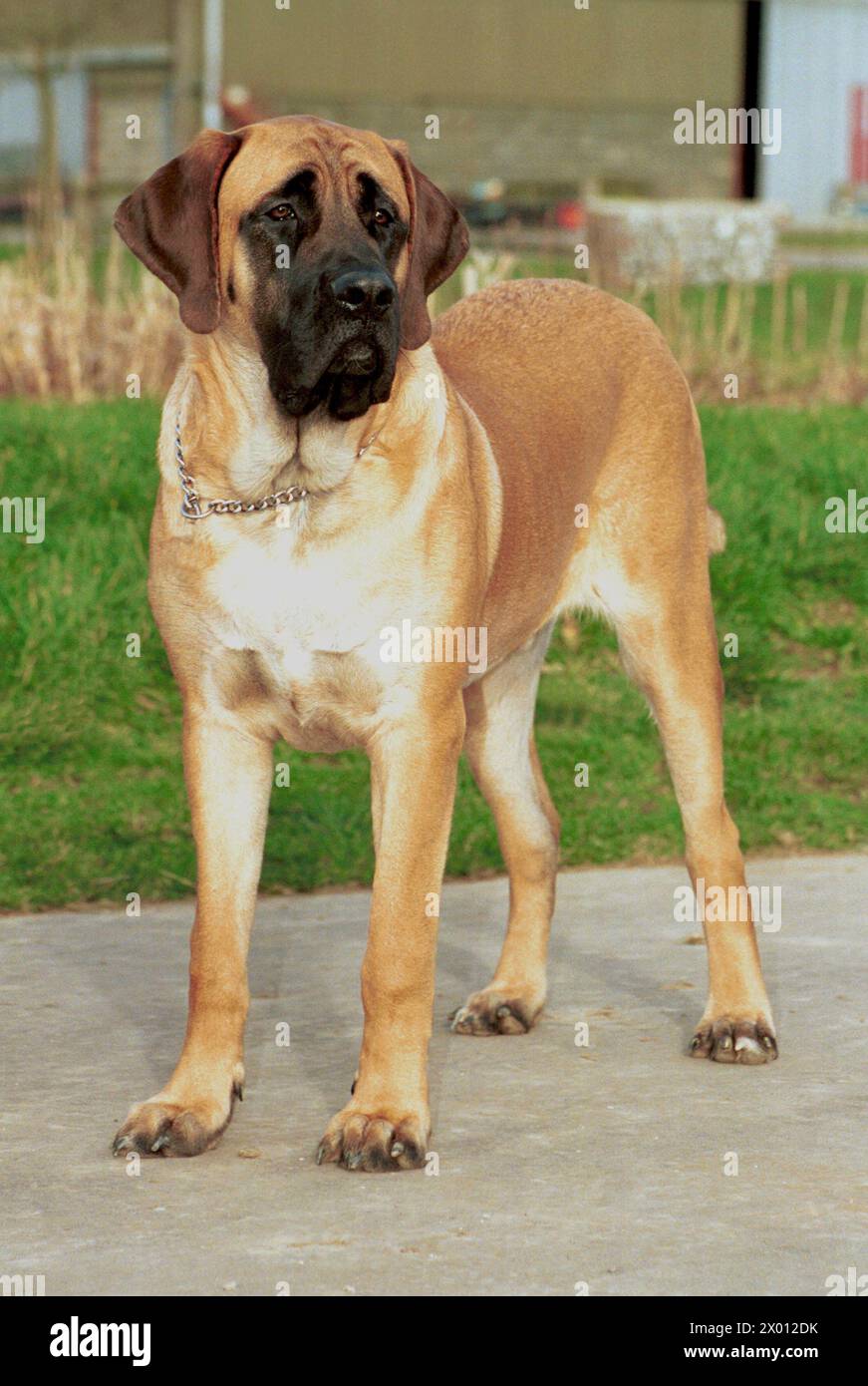 English Mastiff Fawn Dog Facing Camera Stock Photo - Alamy