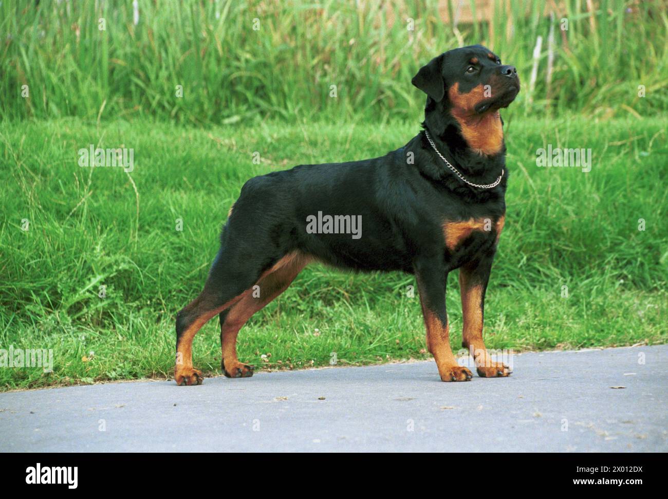 Rottweiler Black and Tan Stood on a Path Alert and Waiting Command ...