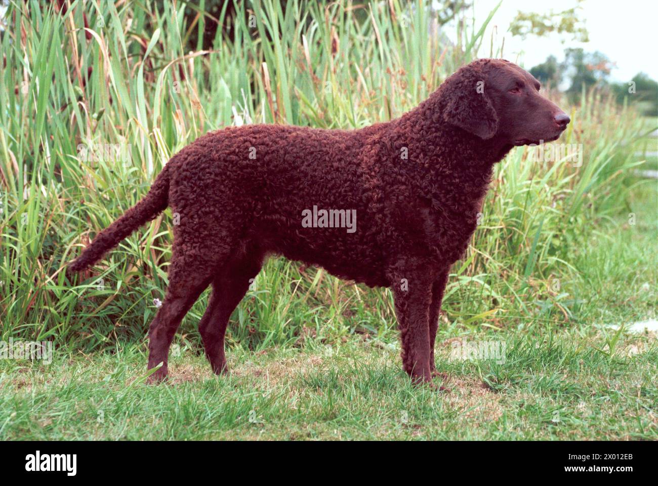Liver Coloured Curly Coated Retriever Dog Side View With Tall Grasses ...