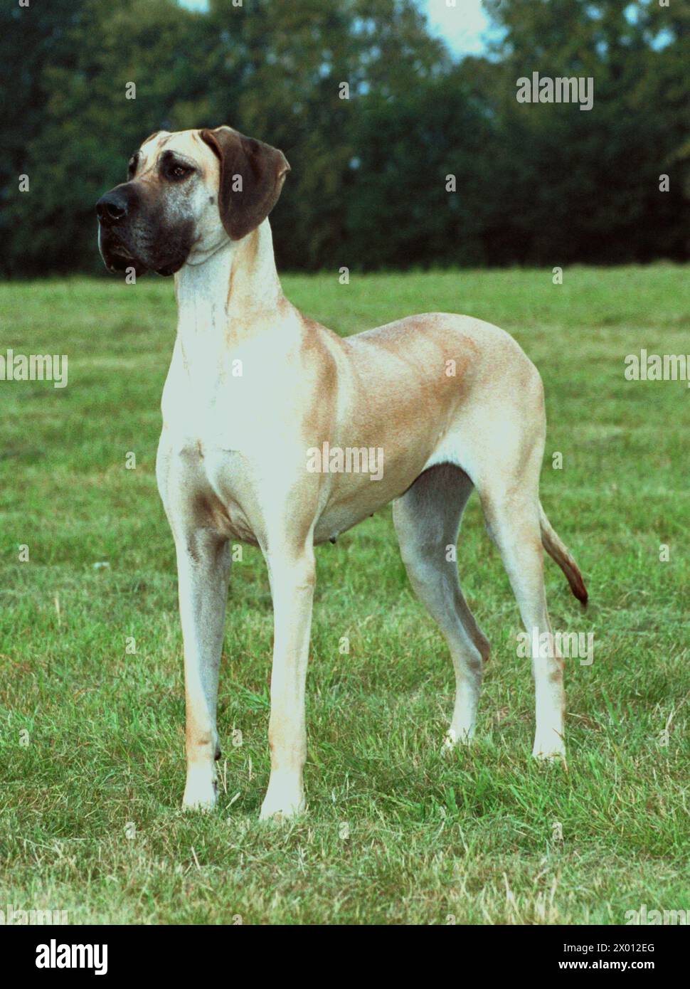 Great Dane Fawn Dog Stood in a Field Stock Photo - Alamy