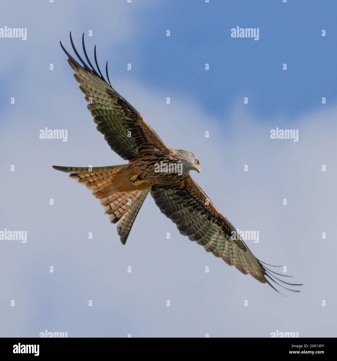 Majestic red kite flying hi-res stock photography and images - Alamy