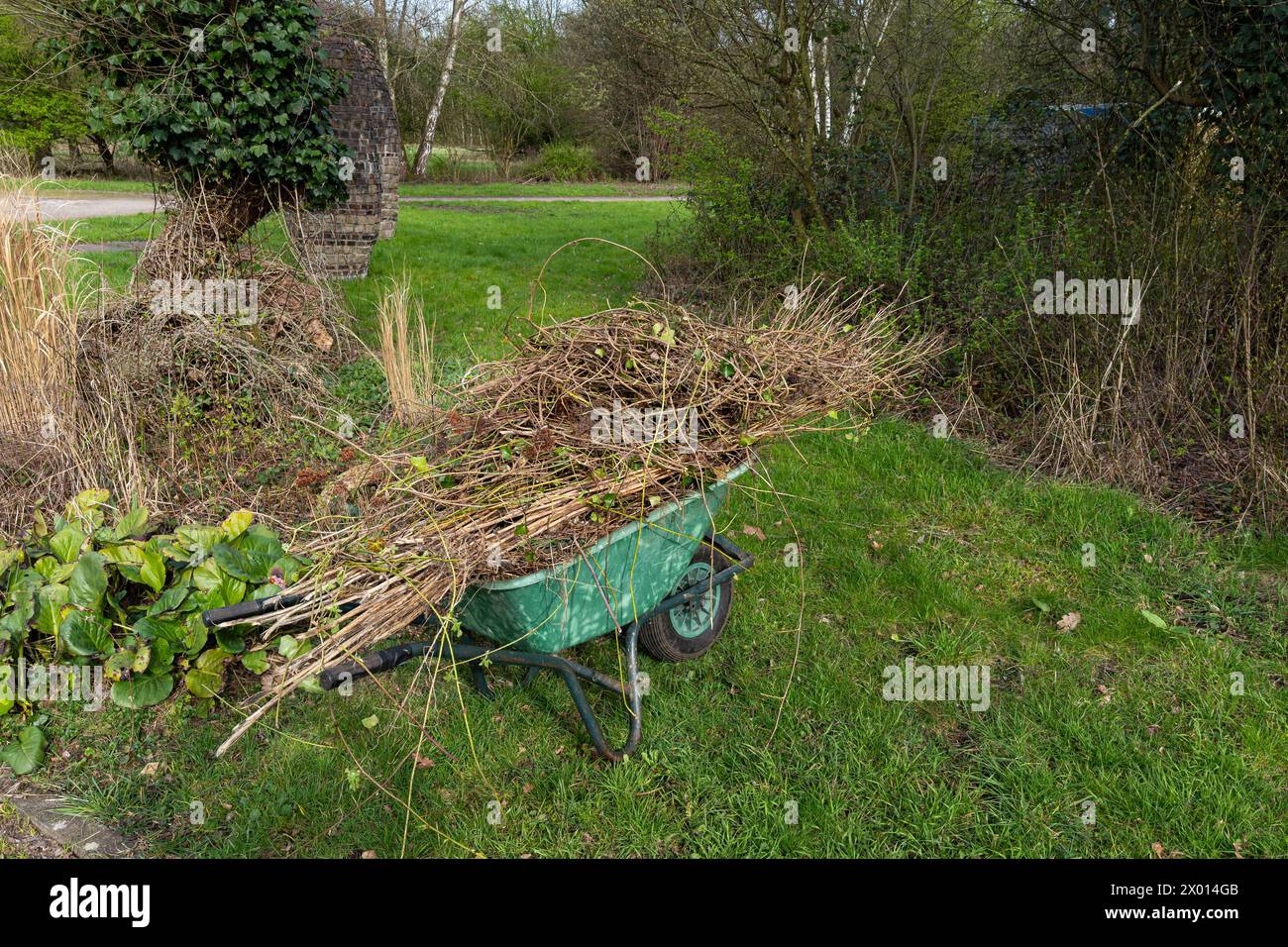 Garden wheelbarrow standing in the garden with dry branches stacked on ...