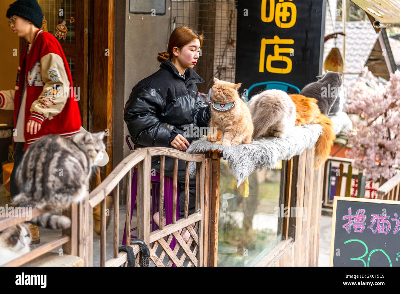 Chongqing, China, JANUARY 21, 2021 : Cat cafe in Ciqikou city of ...