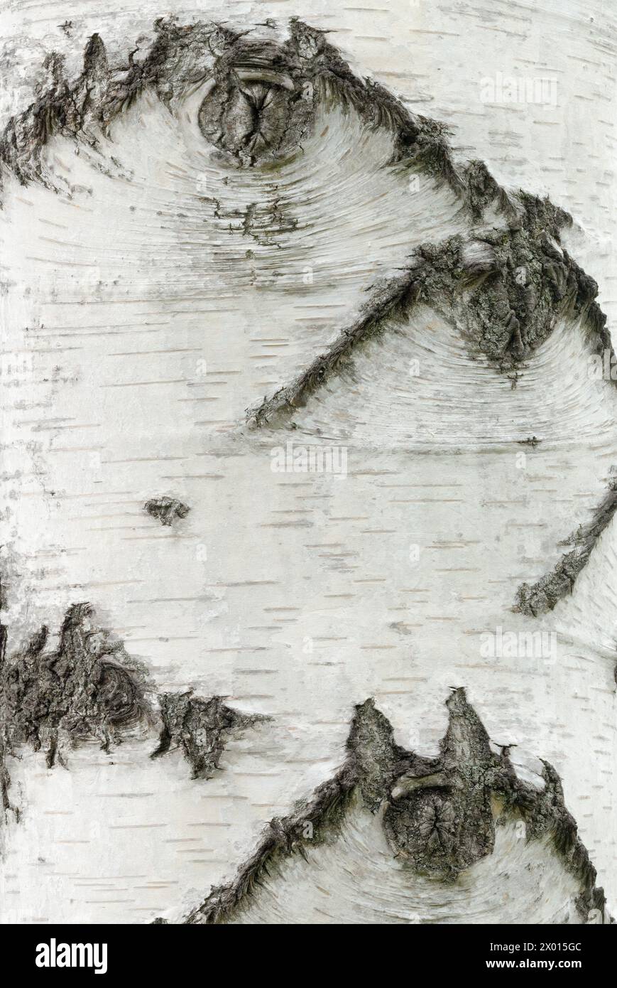 White birch bark, Betula pendula, silver birch texture, repeating pattern. Natural abstract ...