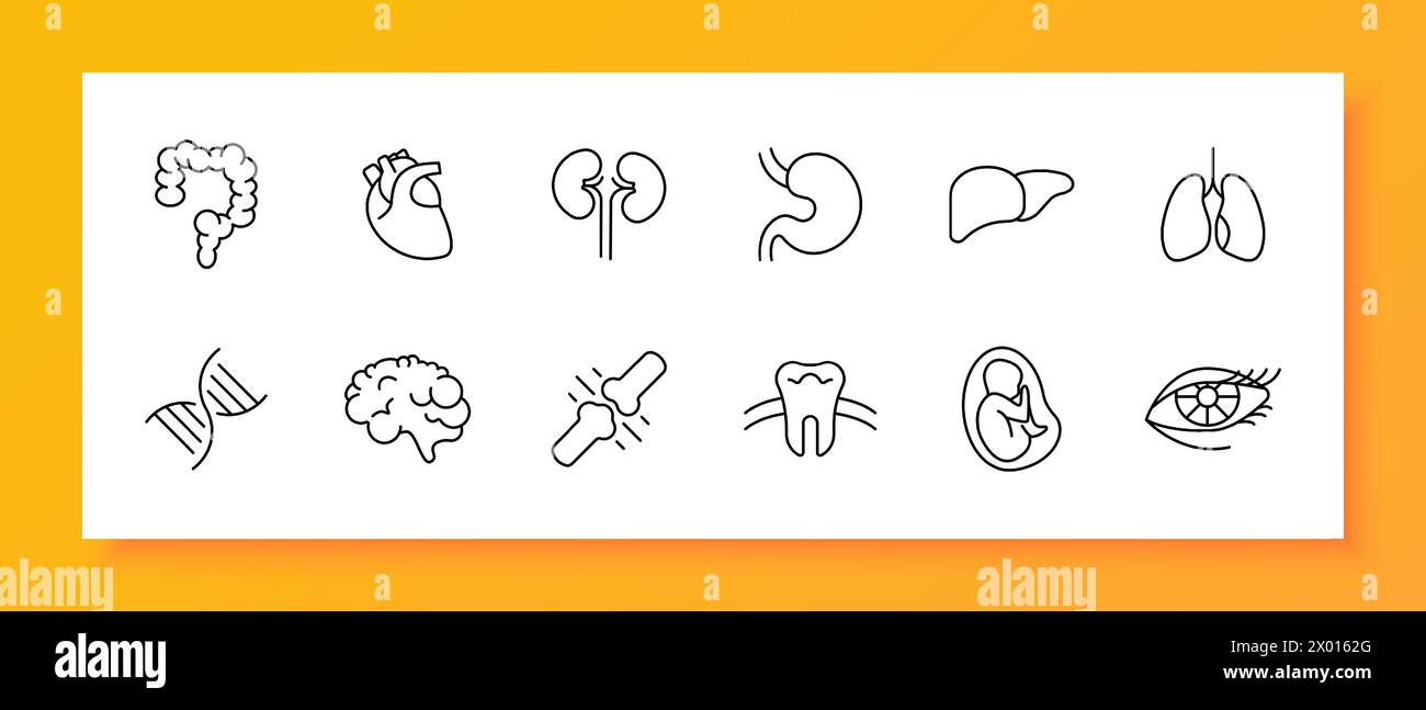 Organs set icon Intestinal tract, stomach, liver, brain, lungs, embryo ...