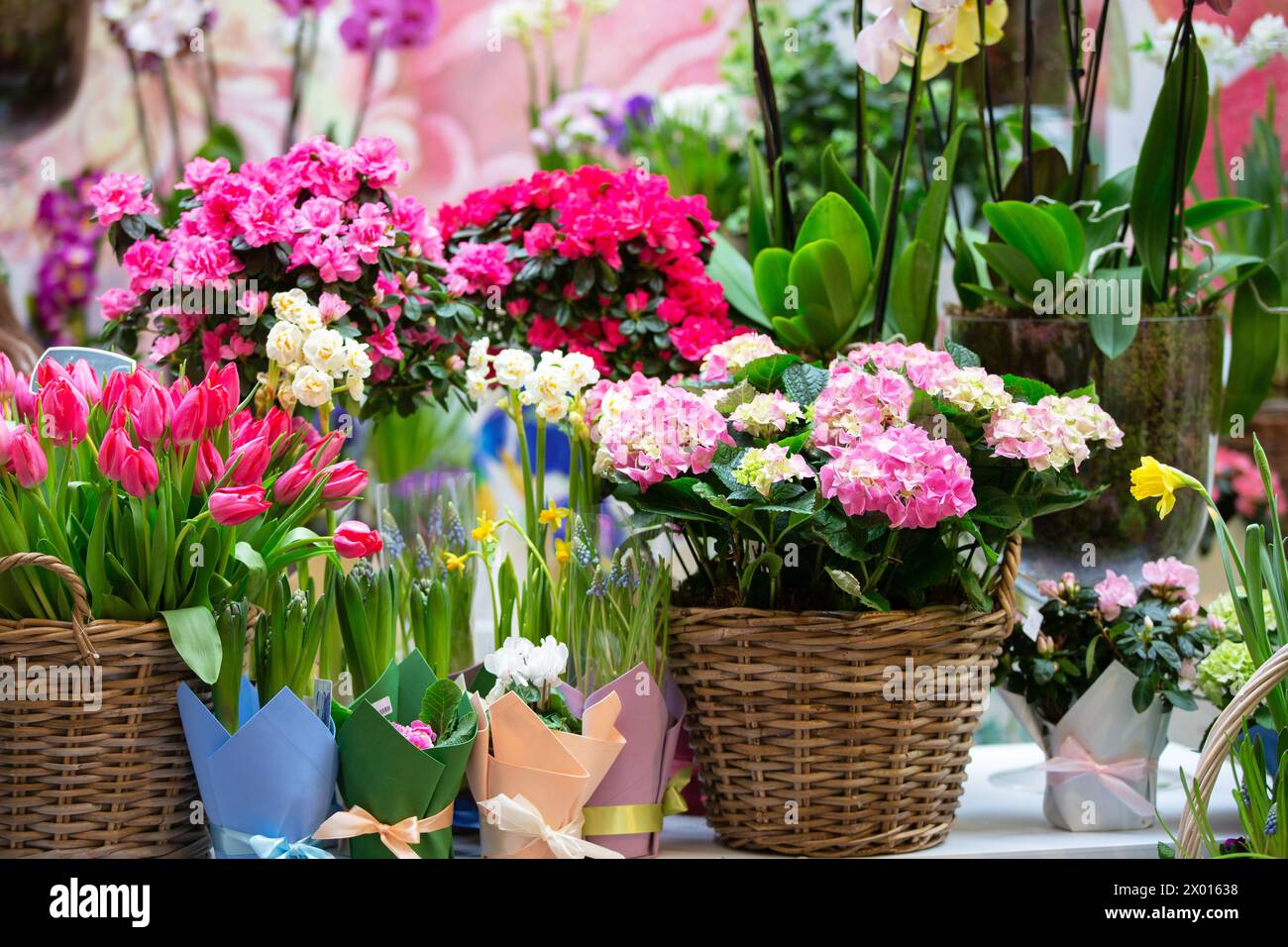 Baskets with a variety of spring flowers - tulips, phlox, begonias ...
