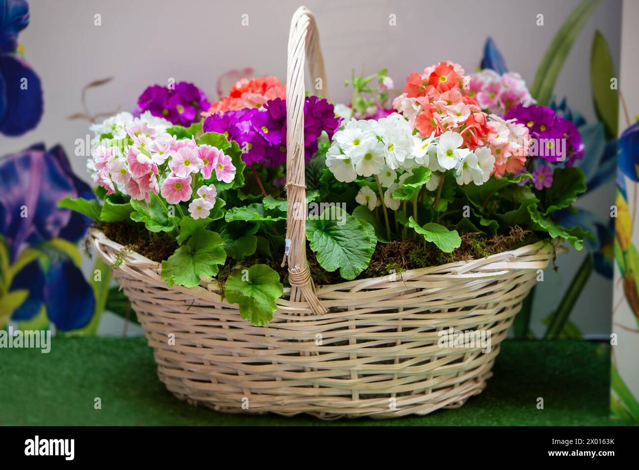 Multi-colored varieties of spring blooming primrose in a wicker basket ...