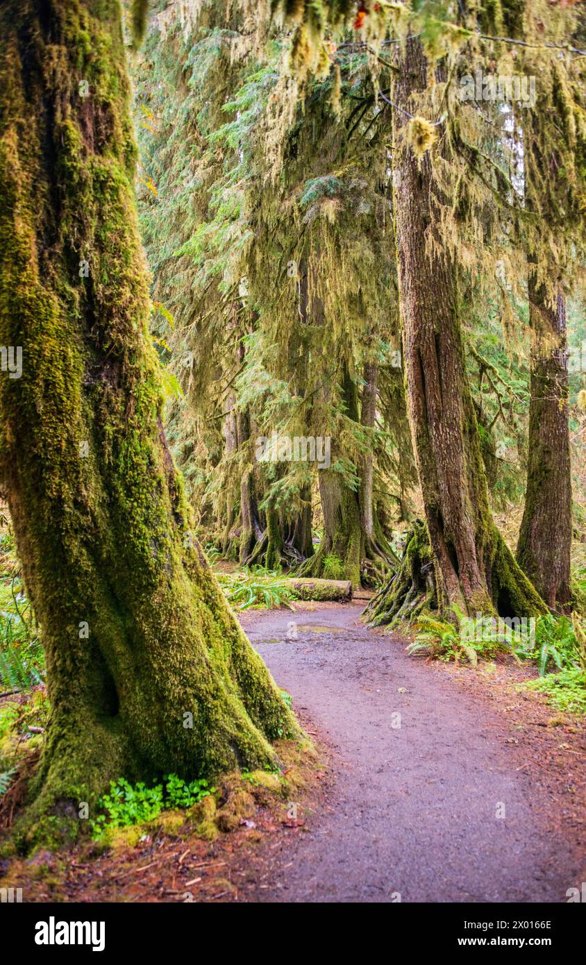 Winding Trail in the Hoh Rainforest in Olympic National Park ...