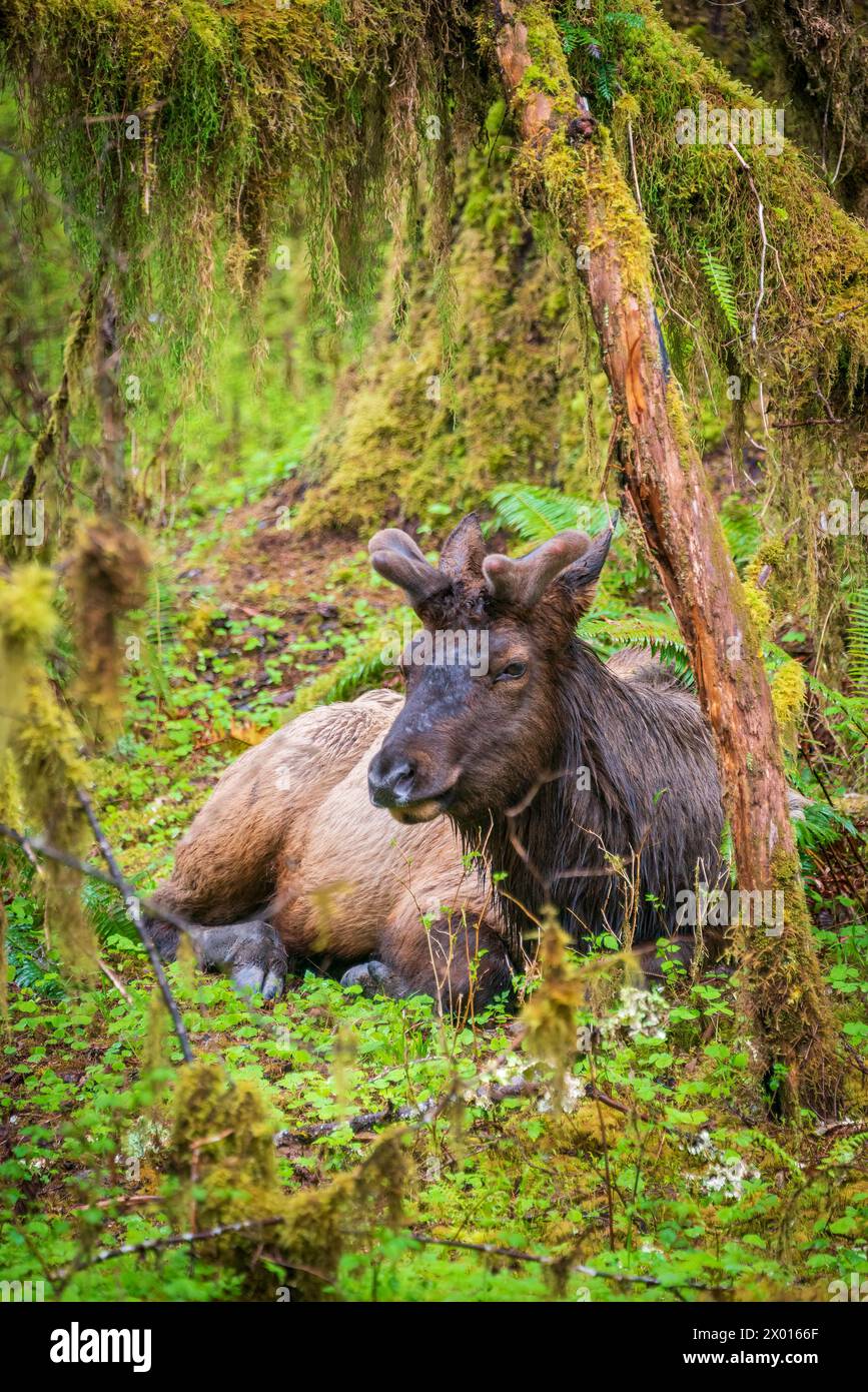A Moose in the Hoh Rainforest in Olympic National Park, Washington ...