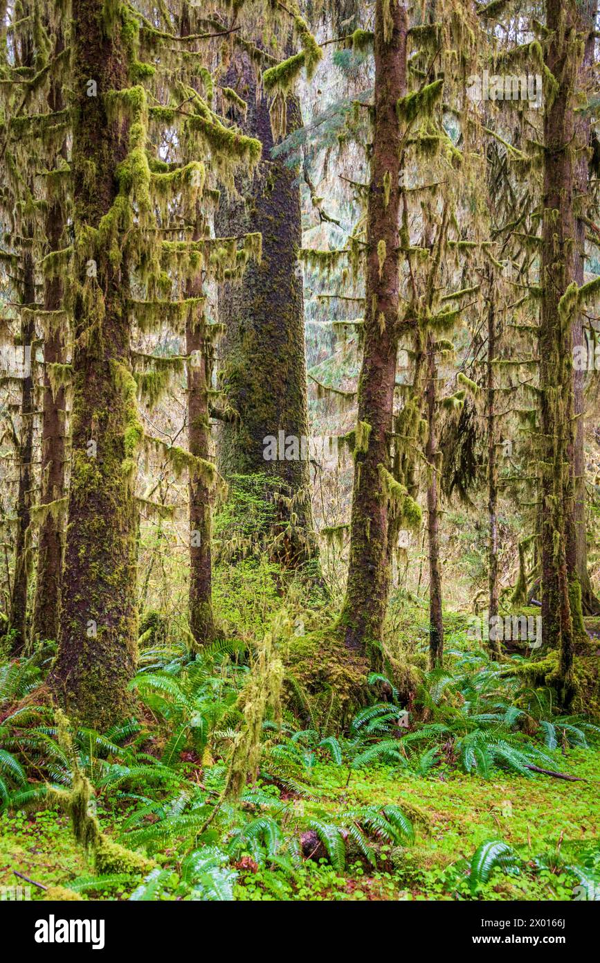 Hoh Rainforest Loop Trail in Olympic National Park at Olympic National ...