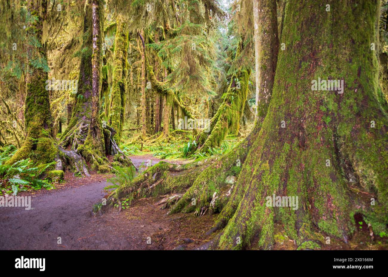 Hoh Rainforest Loop Trail in Olympic National Park at Olympic National ...