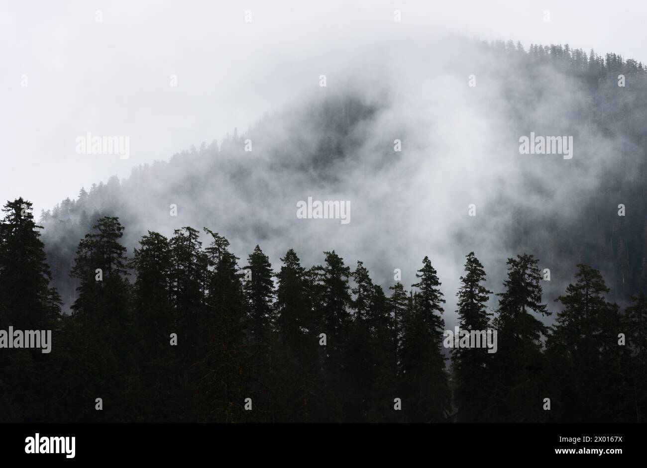 Hazy Morning Fog Along a Treeline at the Hoh Rainforest in Olympic ...
