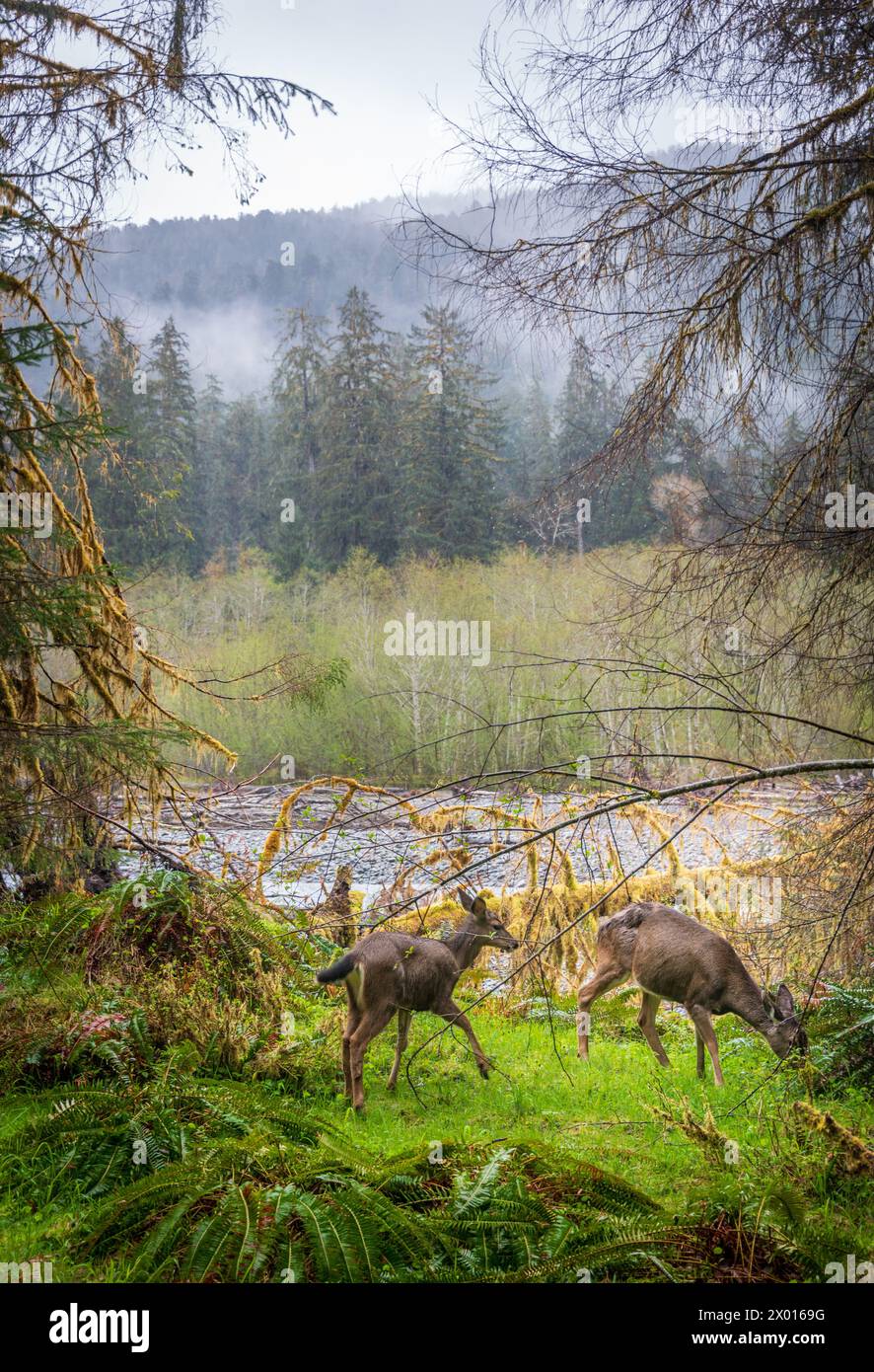 Two Young Doe Deer at Hoh Rainforest in Olympic National Park ...