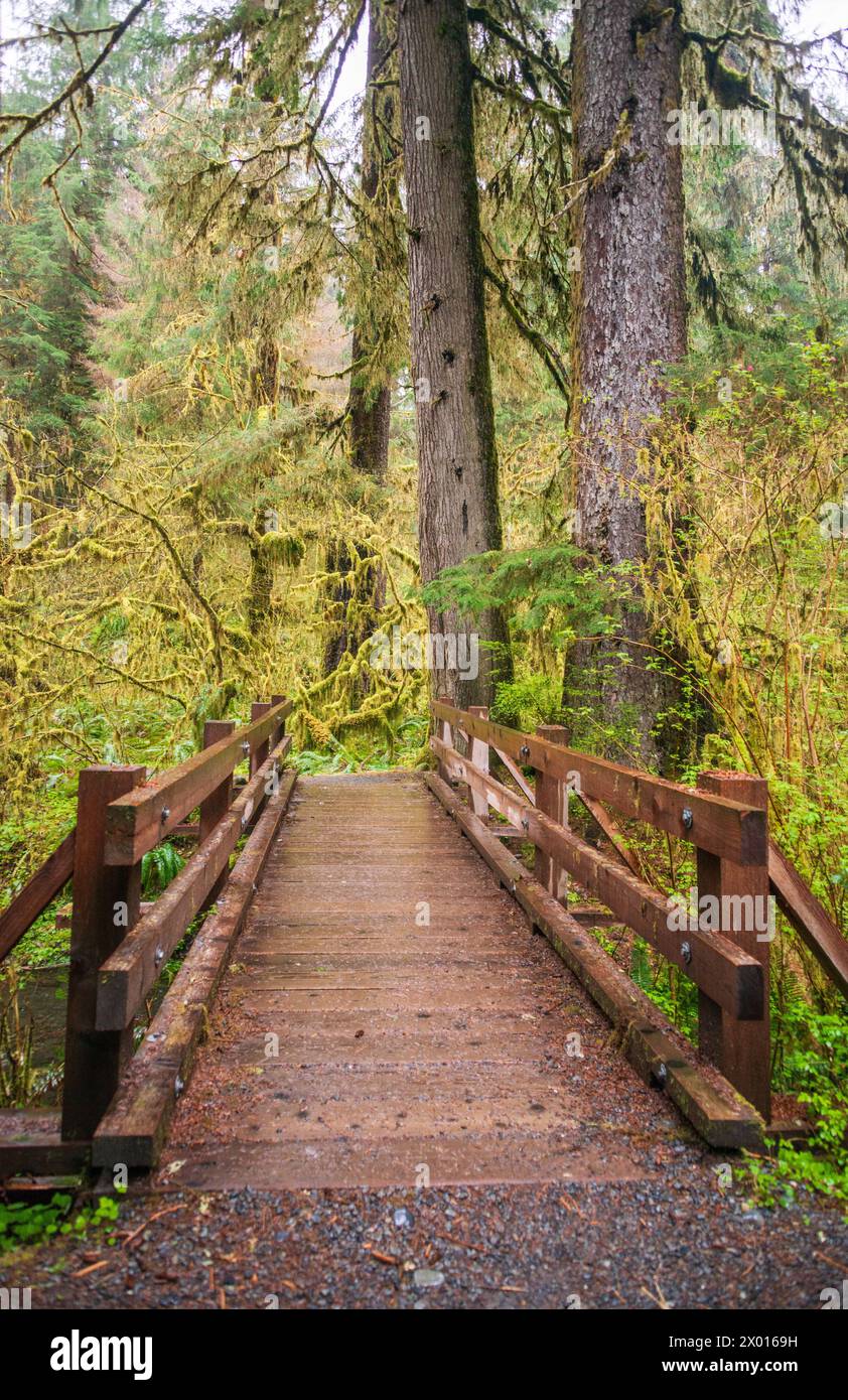 Boardwalk Bridge at Hoh Rainforest in Olympic National Park, USA Stock ...