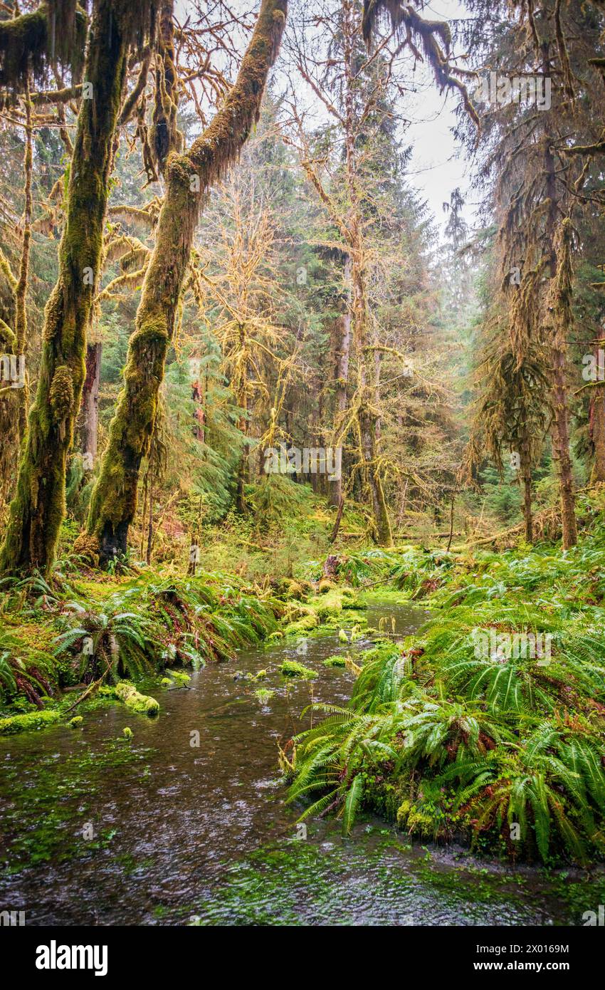 Stream flowing through temperate rain hi-res stock photography and ...