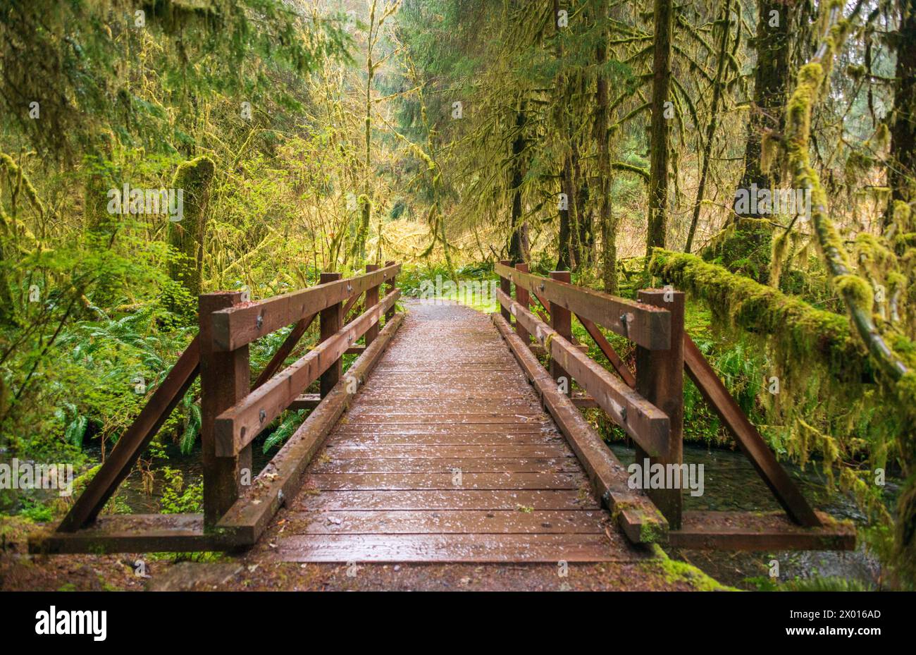 Boardwalk Bridge at Hoh Rainforest in Olympic National Park, USA Stock ...