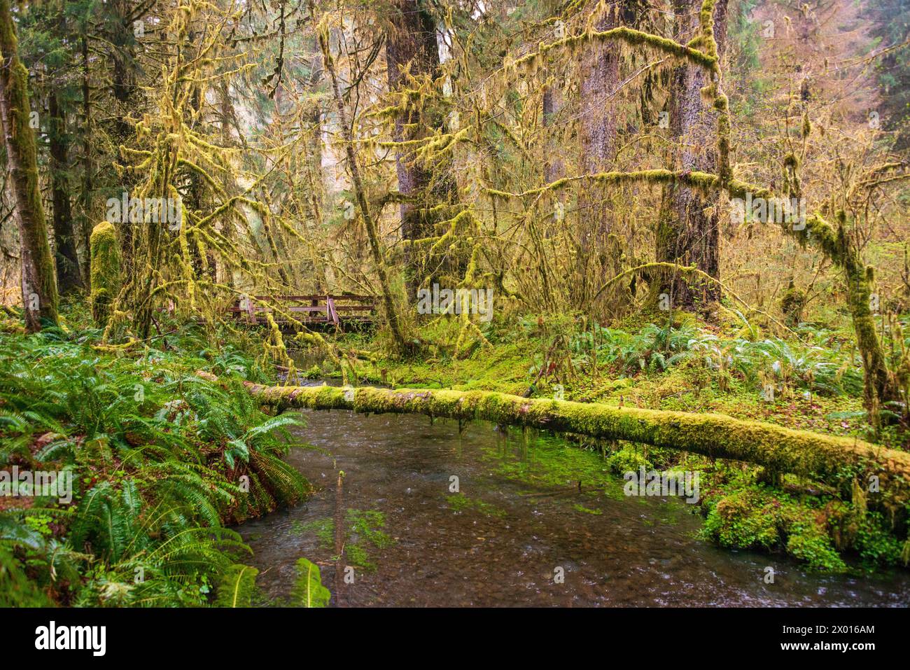 Stream flowing through temperate rain hi-res stock photography and ...