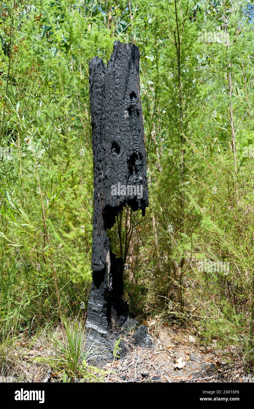 Heard the Australian saying "beyond the black stump" - well here's the ...