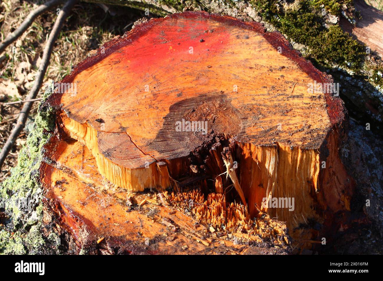 Tree stump after felling hi-res stock photography and images - Alamy