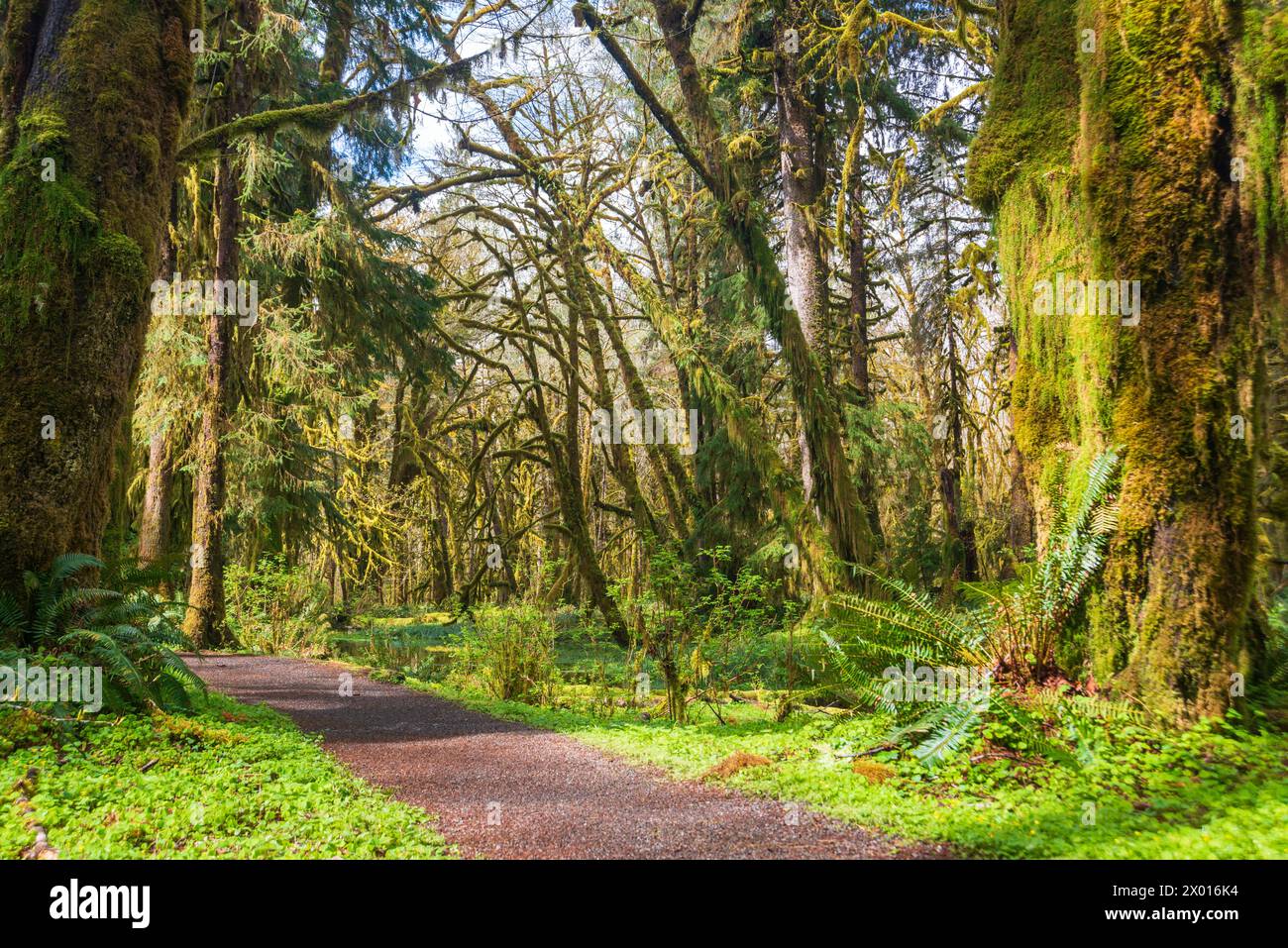 The Trail Around the Moss Covered Quinault Rainforest in Olympic ...