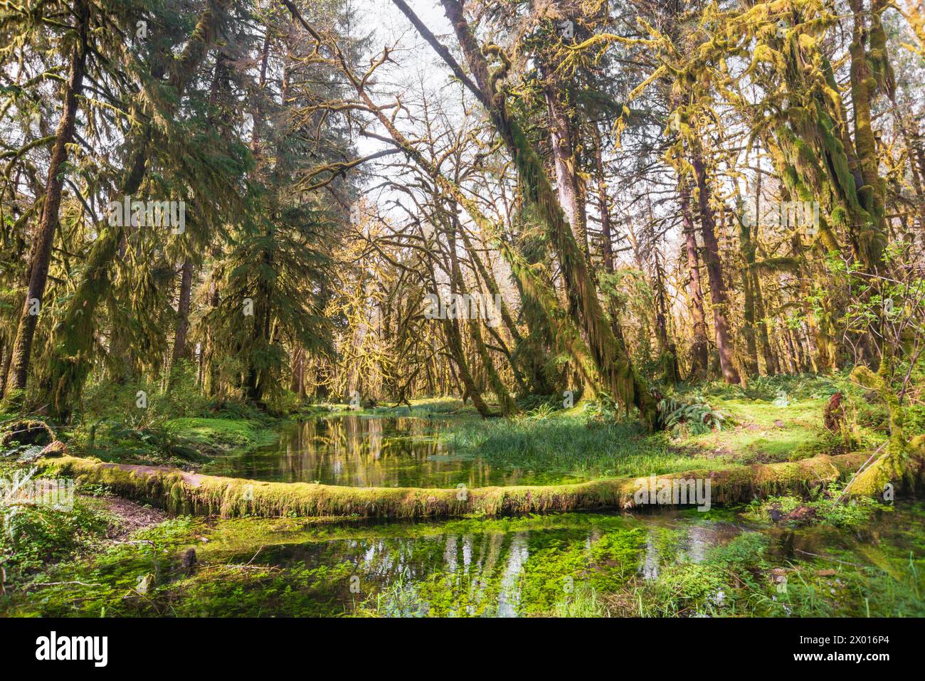 The Trail Around the Moss Covered Quinault Rainforest in Olympic ...