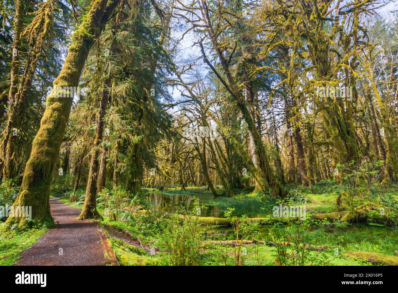 The Trail Around the Moss Covered Quinault Rainforest in Olympic ...