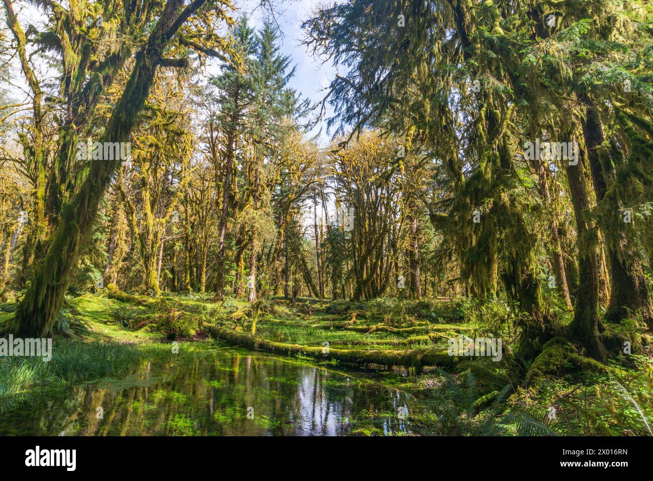 The Trail Around the Moss Covered Quinault Rainforest in Olympic ...