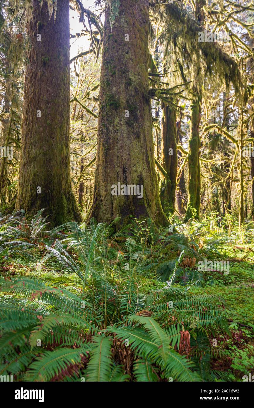 The Trail Around the Moss Covered Quinault Rainforest in Olympic ...
