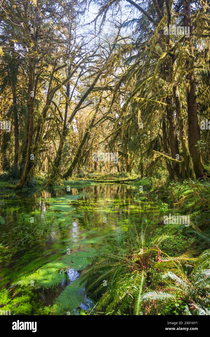 The Trail Around the Moss Covered Quinault Rainforest in Olympic ...