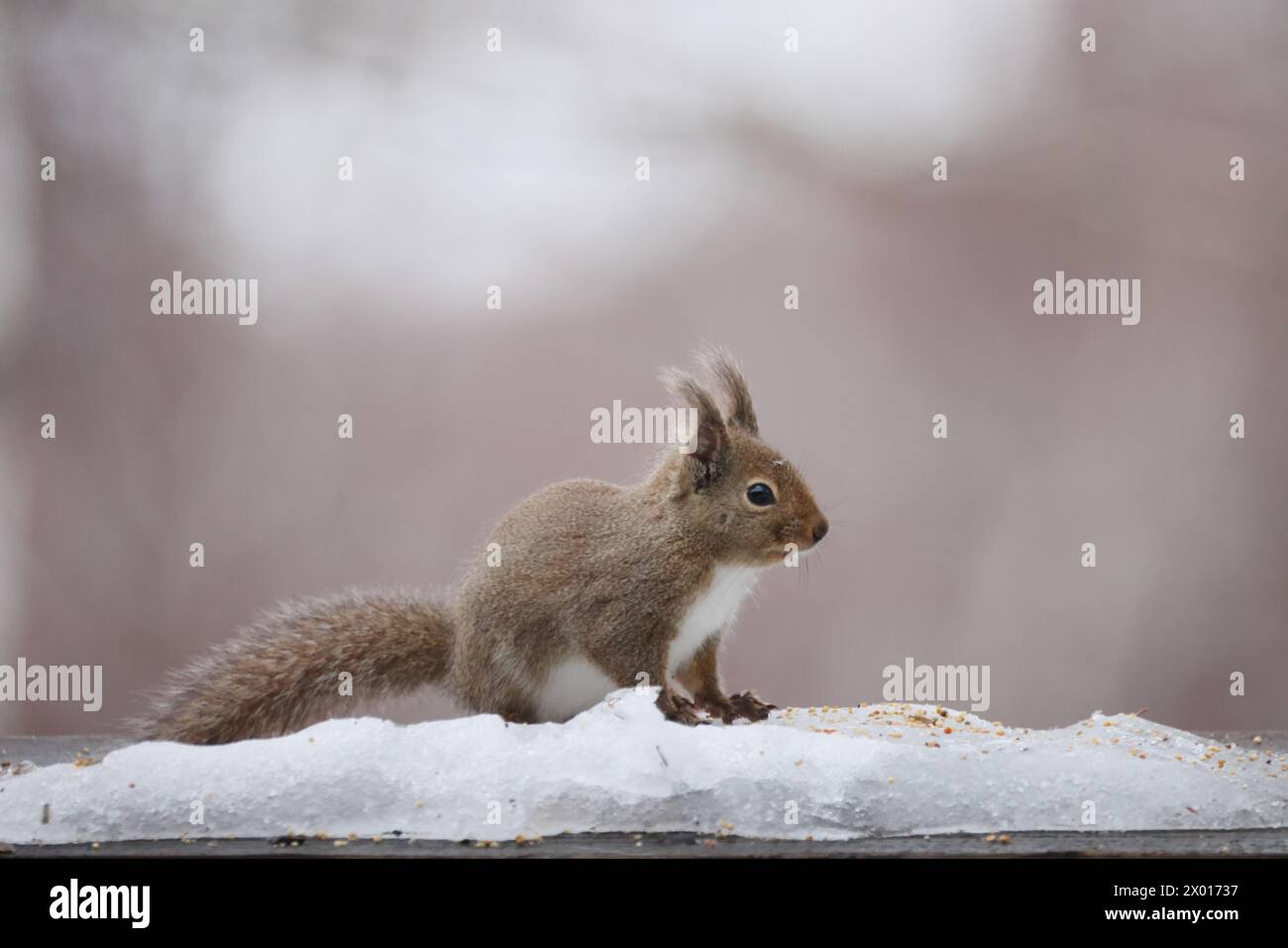 Japanese squirrel (Sciurus lis) is a tree squirrel in the genus Sciurus ...