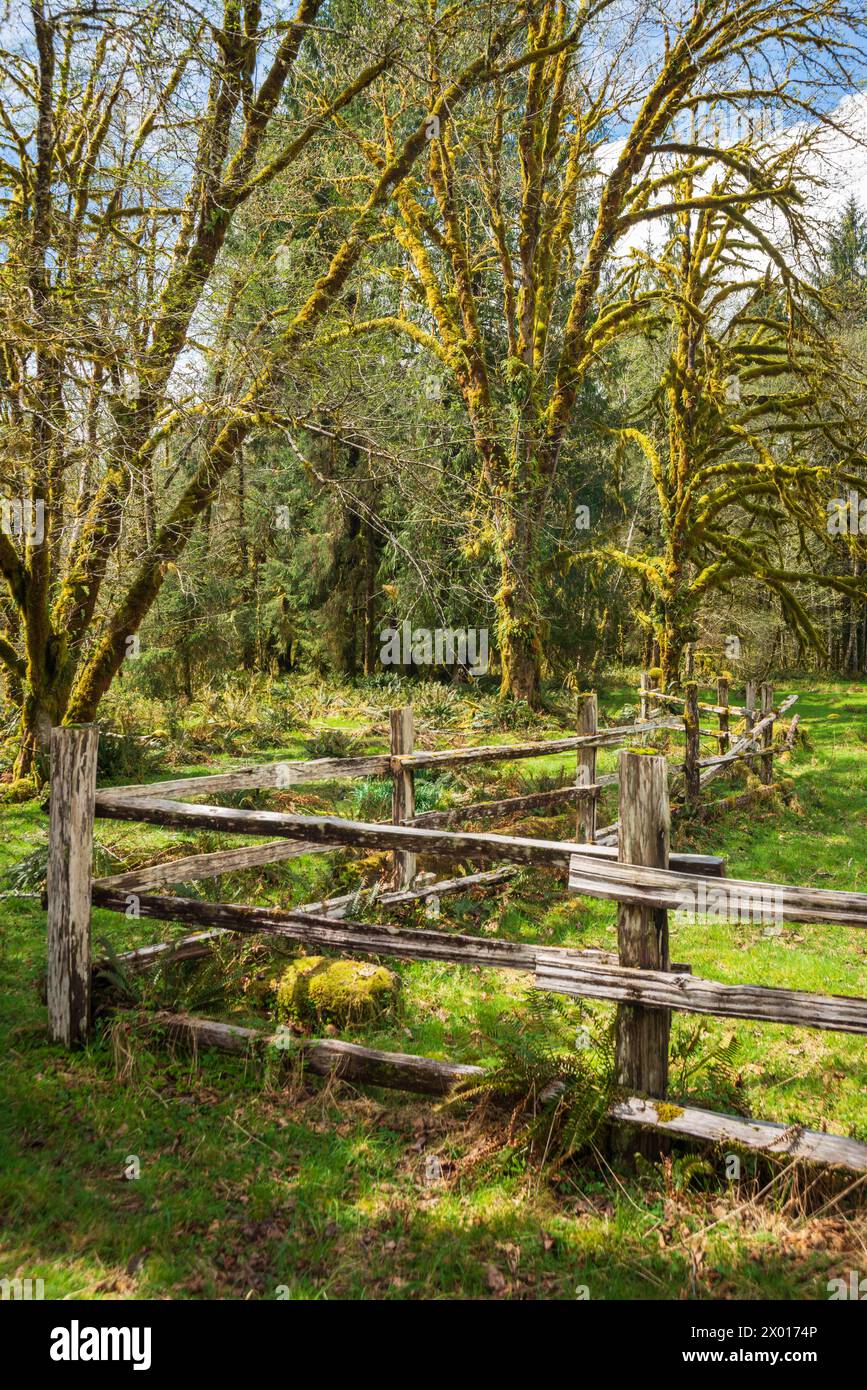 The Historic Kestner Homestead farm in the Quinault Rain Forest area of ...