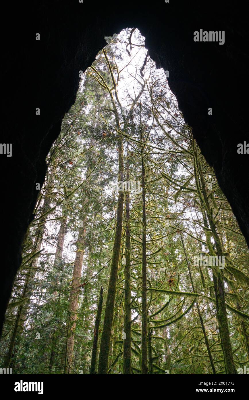 View of the Tree Canopy through a Fire Damaged Tree at Lake Crescent at ...