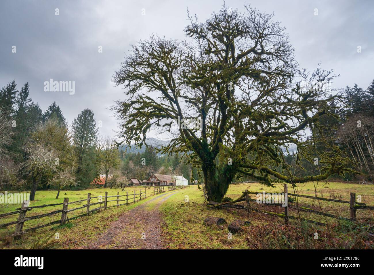The Historic Kestner Homestead farm in the Quinault Rain Forest area of ...
