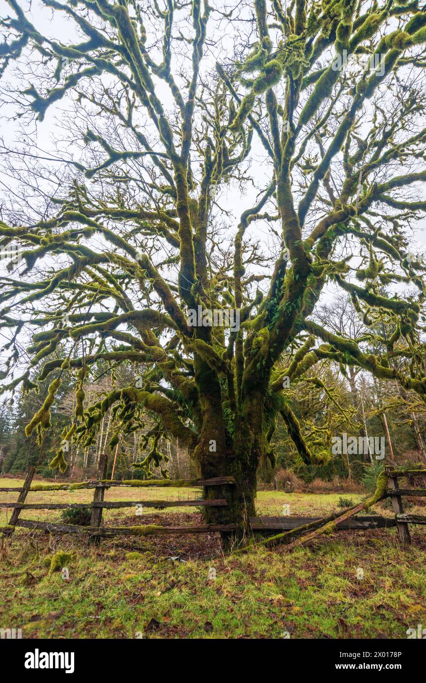 The Historic Kestner Homestead farm in the Quinault Rain Forest area of ...