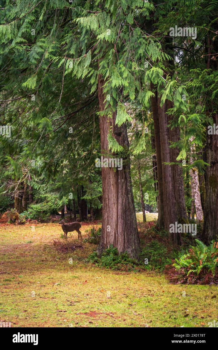 A Young Doe Deer at Lake Crescent at Olympic National Park in ...