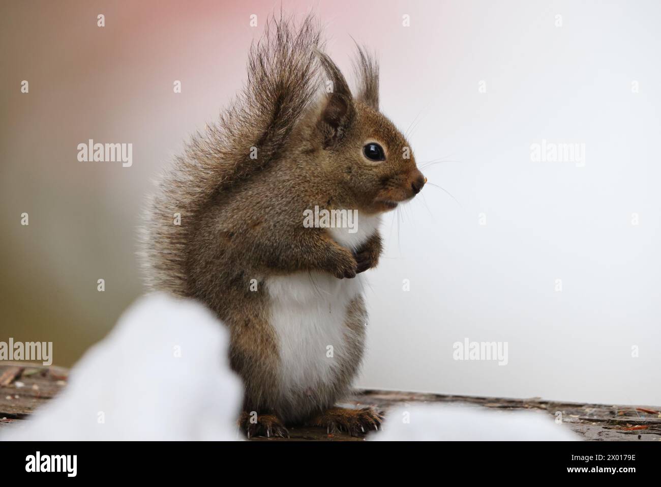 Japanese squirrel (Sciurus lis) is a tree squirrel in the genus Sciurus ...