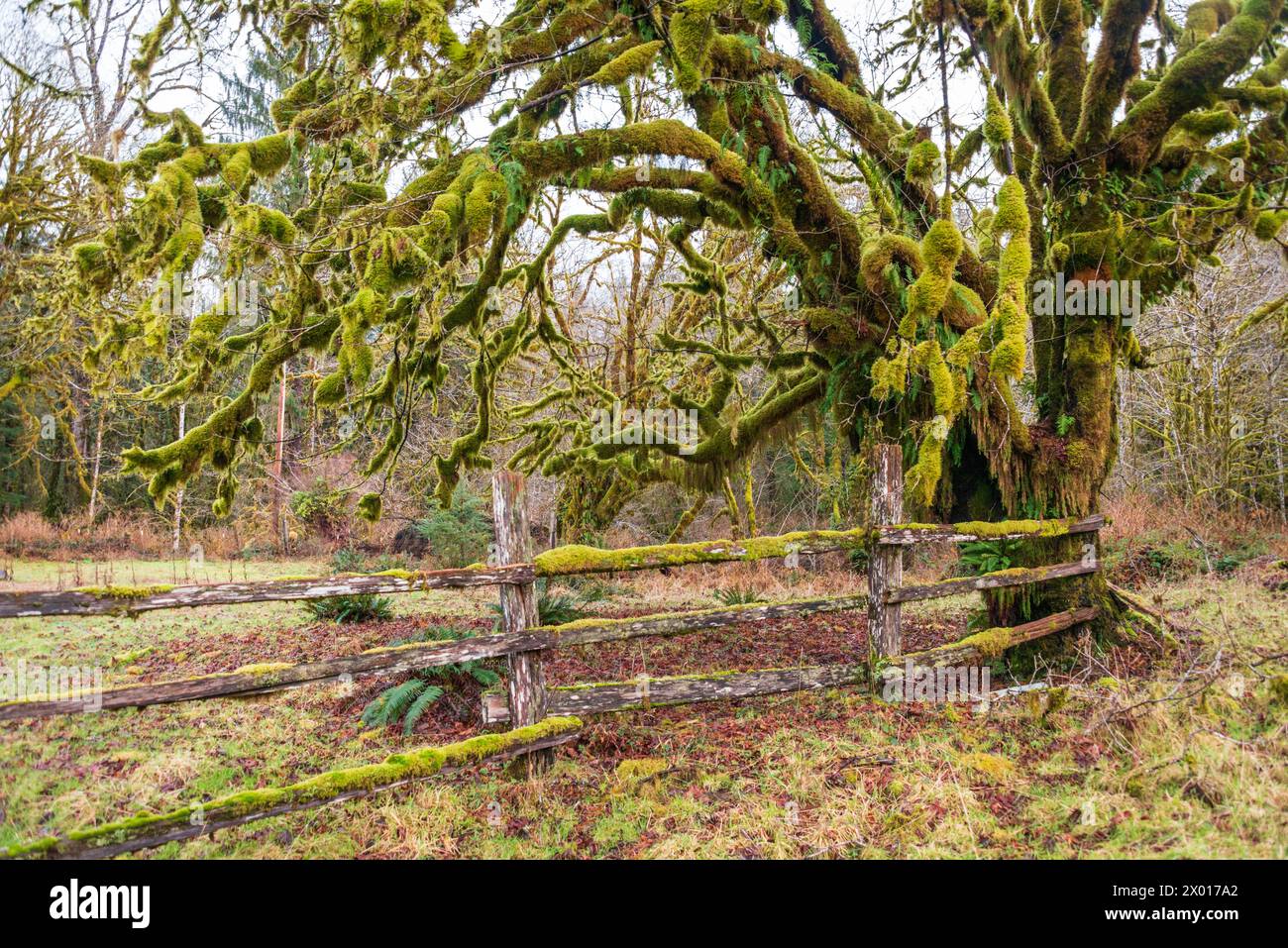 The Historic Kestner Homestead farm in the Quinault Rain Forest area of ...