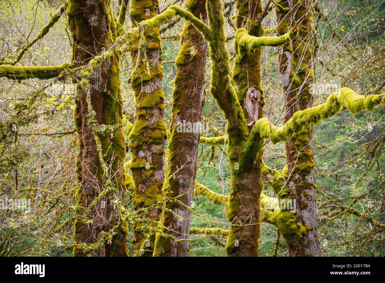 Forest View Along the Madison Falls Trail in Olympic National Park ...