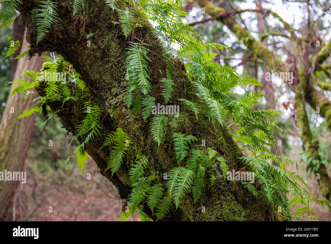 Ferns Growing on a Tree at Quinault Rainforest, Olympic National Park ...