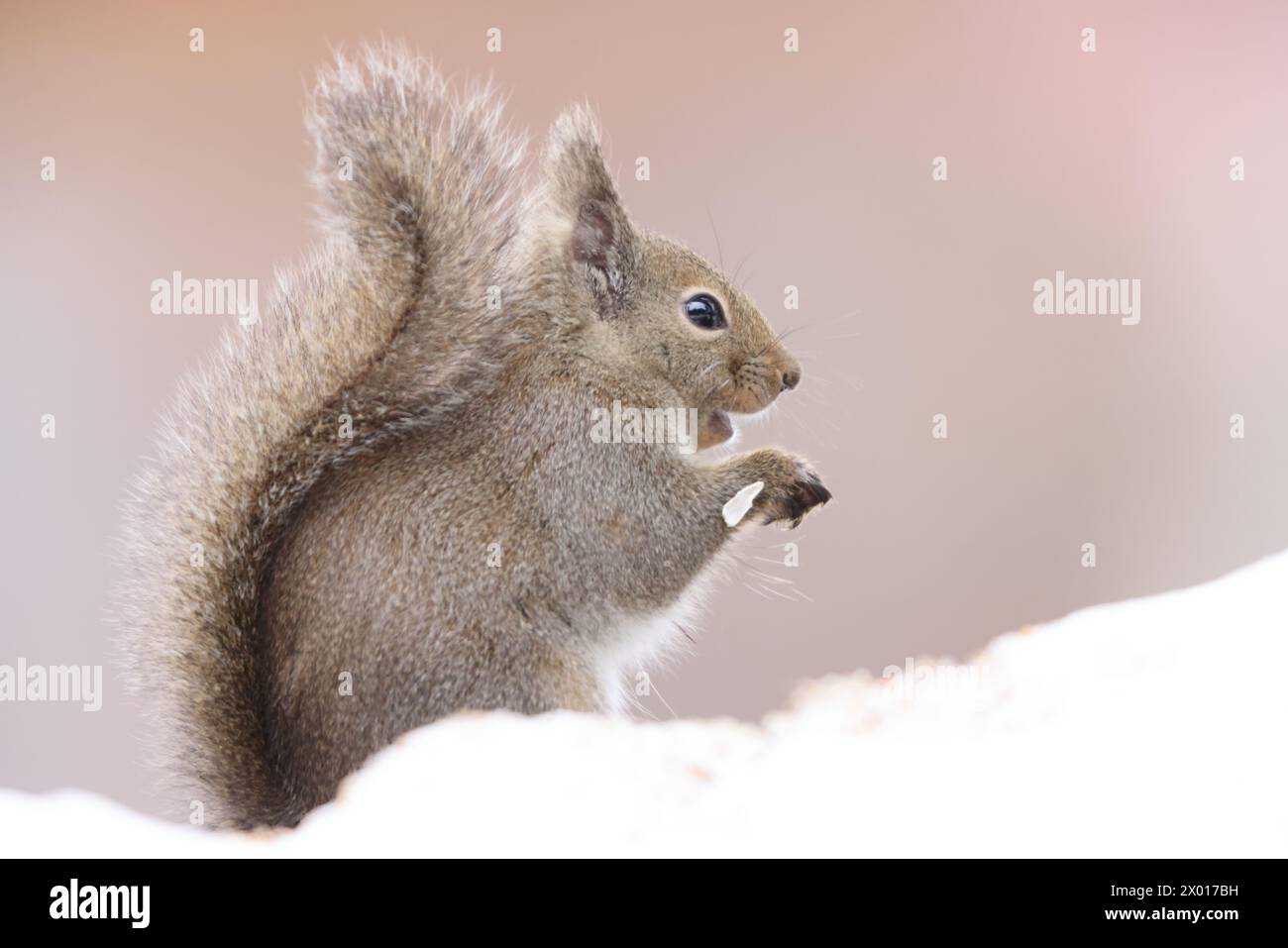 Japanese squirrel (Sciurus lis) is a tree squirrel in the genus Sciurus ...