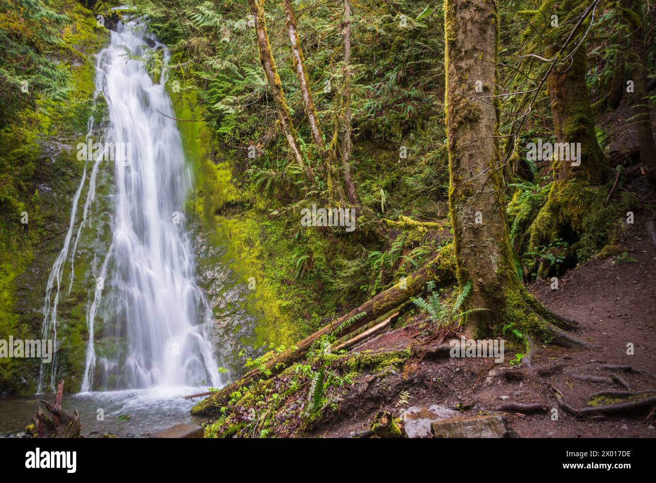 Waterfall in olympic national park hi-res stock photography and images ...