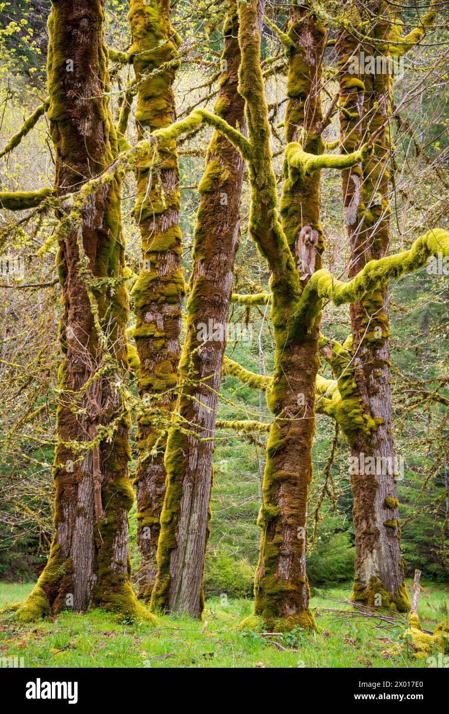 Forest View Along the Madison Falls Trail in Olympic National Park ...