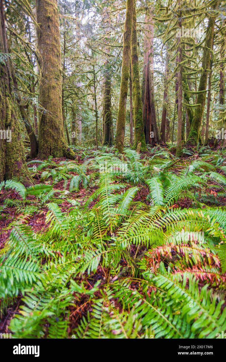 The Marymere Falls Trail in Olympic National Park, USA Stock Photo - Alamy