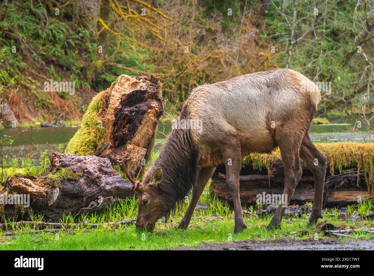 A Moose Eating Grass in the Hoh Rainforest in Olympic National Park ...