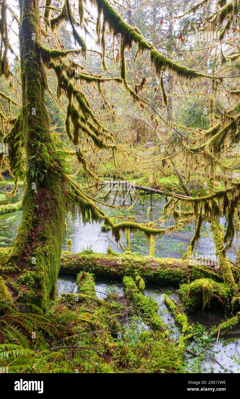 Hoh Rainforest Loop Trail in Olympic National Park at Olympic National ...